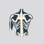 Shoulder Internal Rotation Muscles